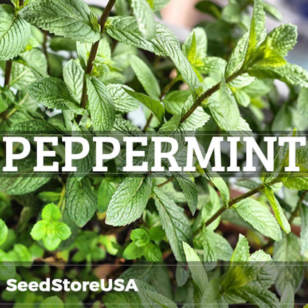 Peppermint Seeds | Heirloom - Non-gmo | Mentha Piperita | Herb Seeds | Seed Store | 1169 - Etsy