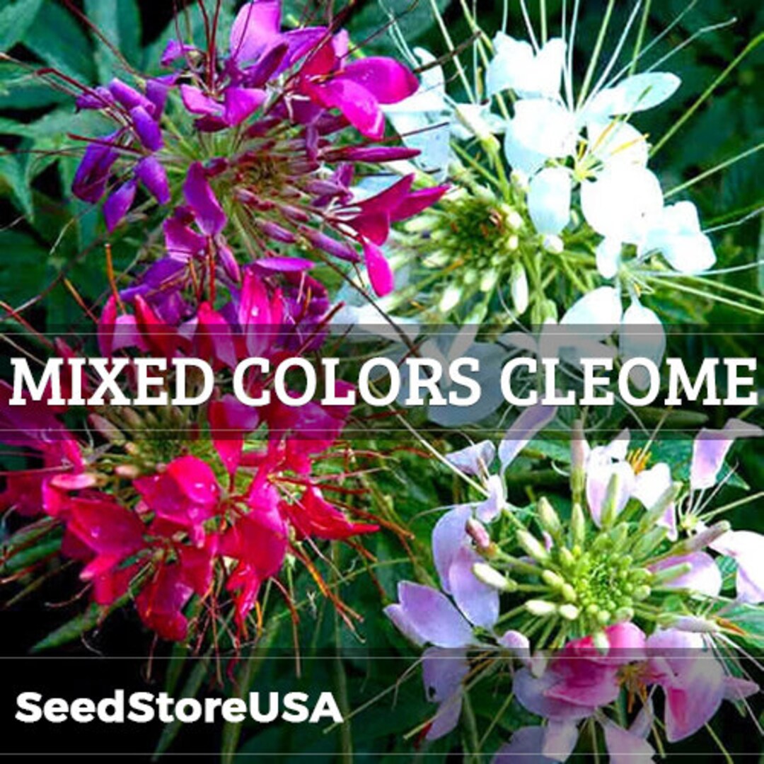 Mixed Colors Cleome Seeds | Cleome Hassleriana | Non-gmo | Flower Seeds ...