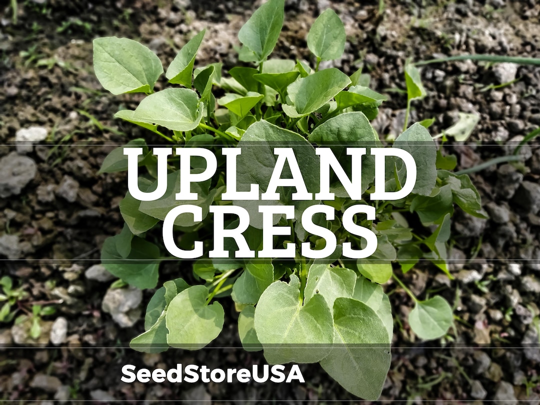 Upland Cress Seeds (creasy Greens/land Cress/poor Mans Cabbage/early ...