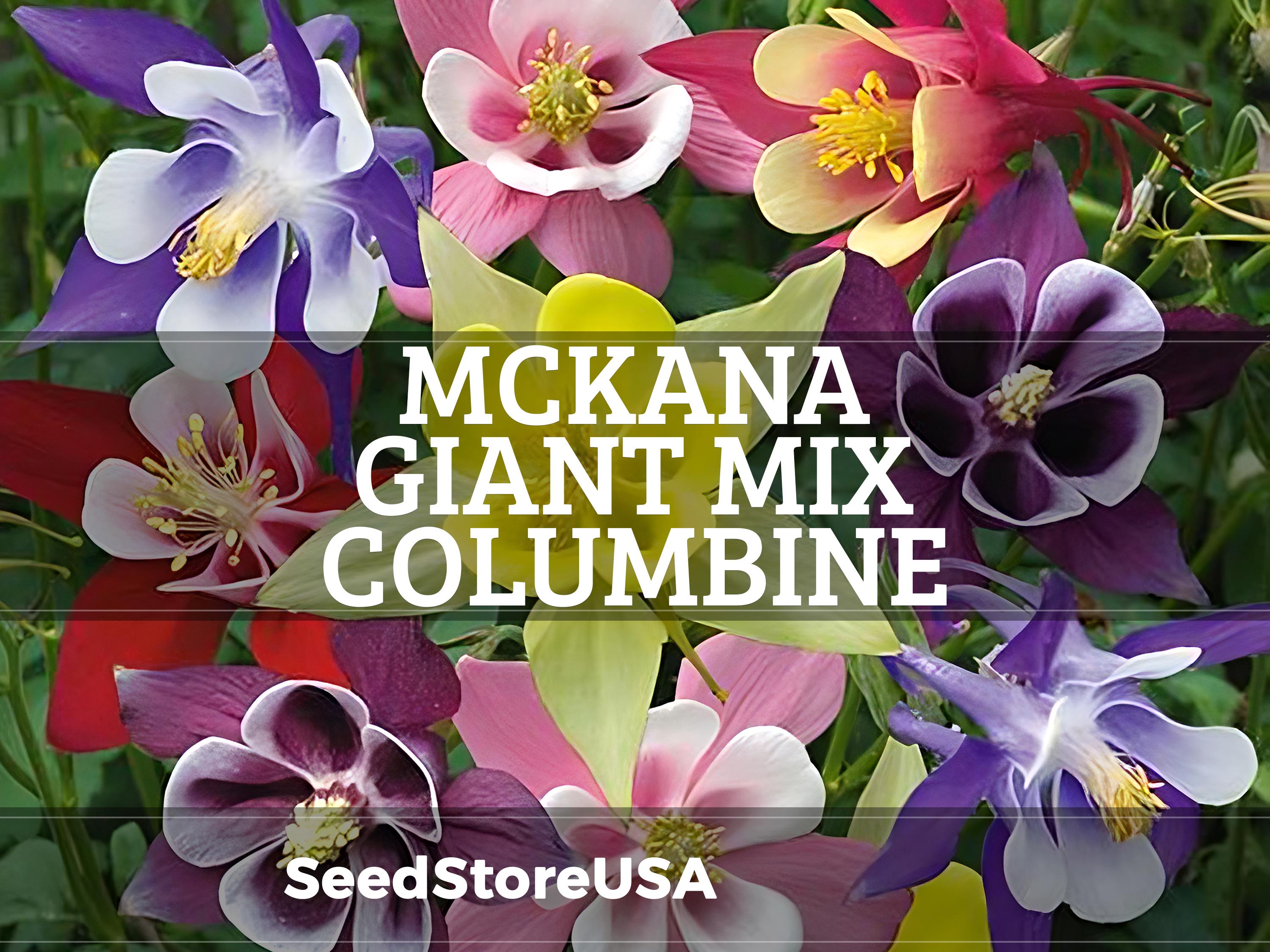 Mckana Giant Mix Columbine Seeds | Aquilegia Hybrida | Non-gmo | Flower ...