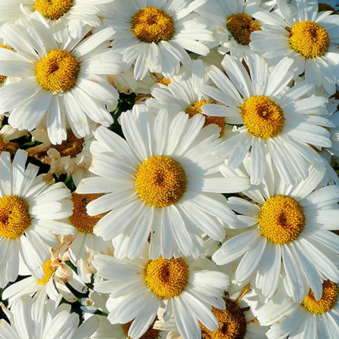 Shasta Daisy Seeds | Chrysanthemum Maximum | Non-gmo | Flower Seeds ...