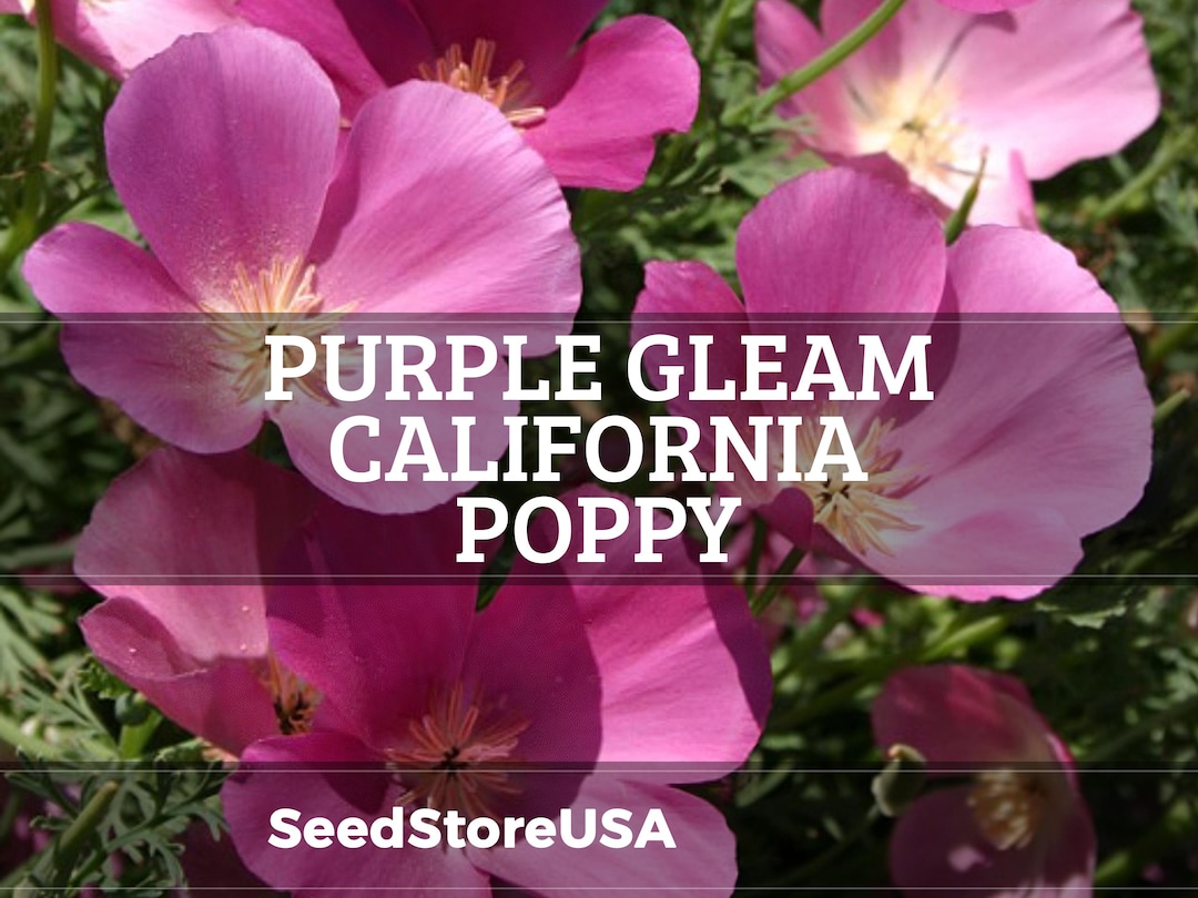 Purple Gleam California Poppy Seeds | Eschscholzia Californica | Non ...