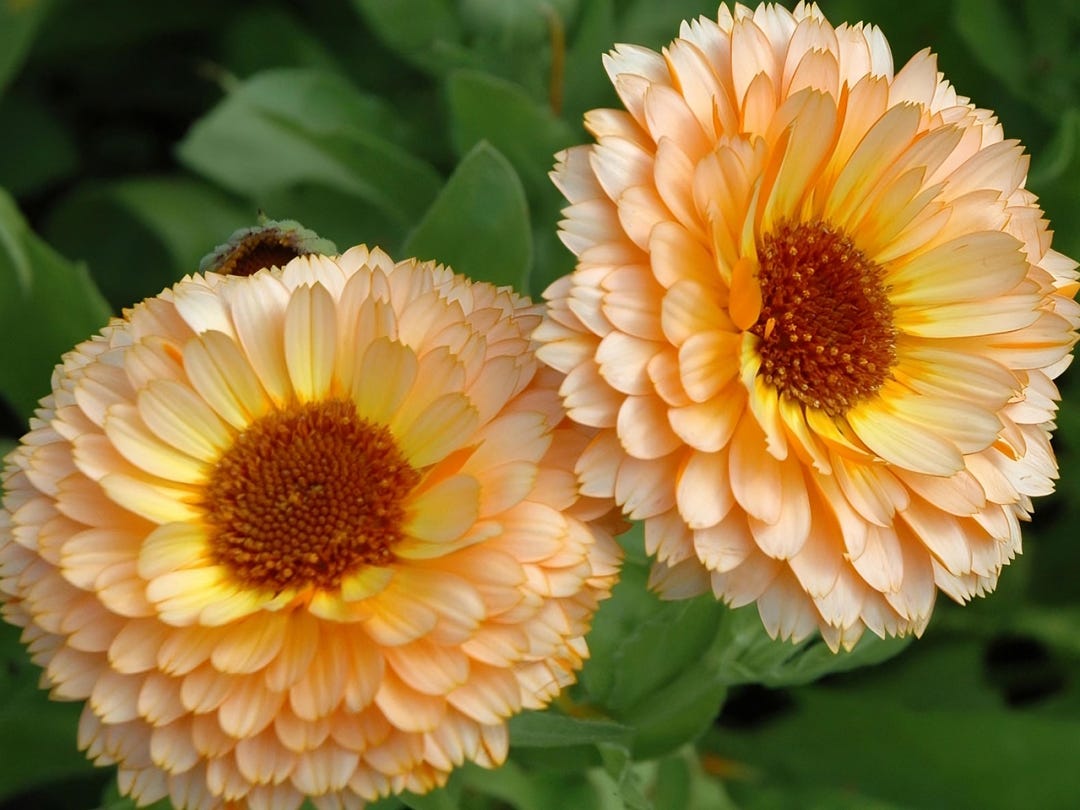 Pink Surprise Calendula Seeds | Calendula Officinalis | Non-gmo ...