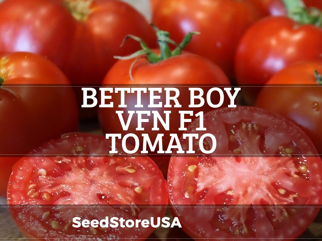 Better Boy VFN Tomato Seeds (F1 Hybrid) | Heirloom - Non-gmo | Solanum ...