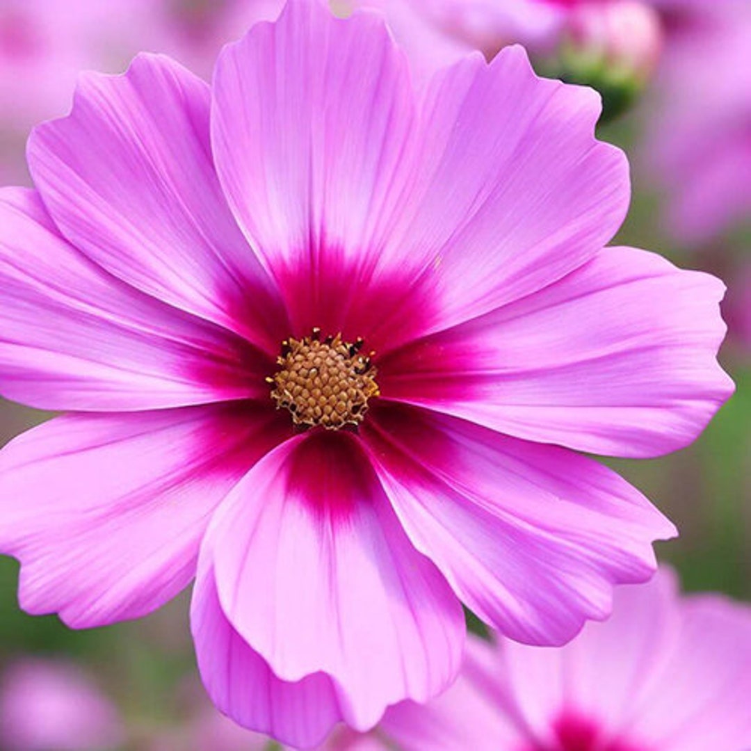 Gloria Cosmos Seeds | Cosmos Bipinnatus | Non-gmo | Flower Seeds | Seed ...