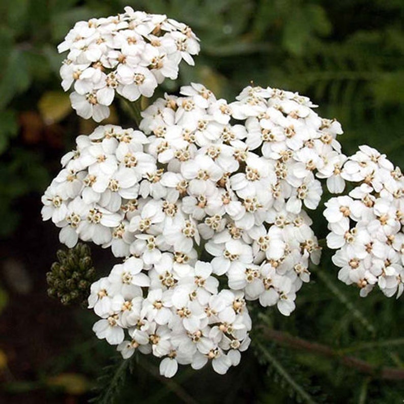 White Yarrow Seeds Achillea Millefolium Non-gmo Flower Seeds Seed Store ...