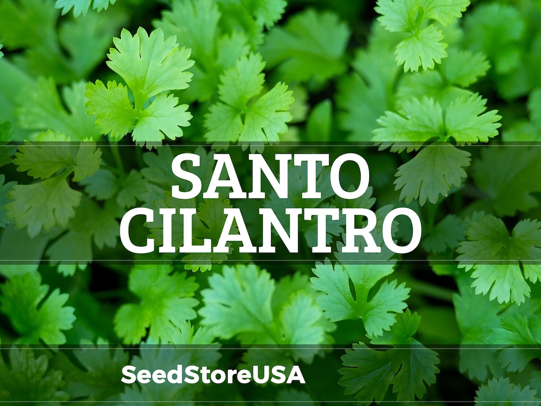 Santo Cilantro/coriander Seeds | Heirloom - Non-gmo | Coriandrum ...