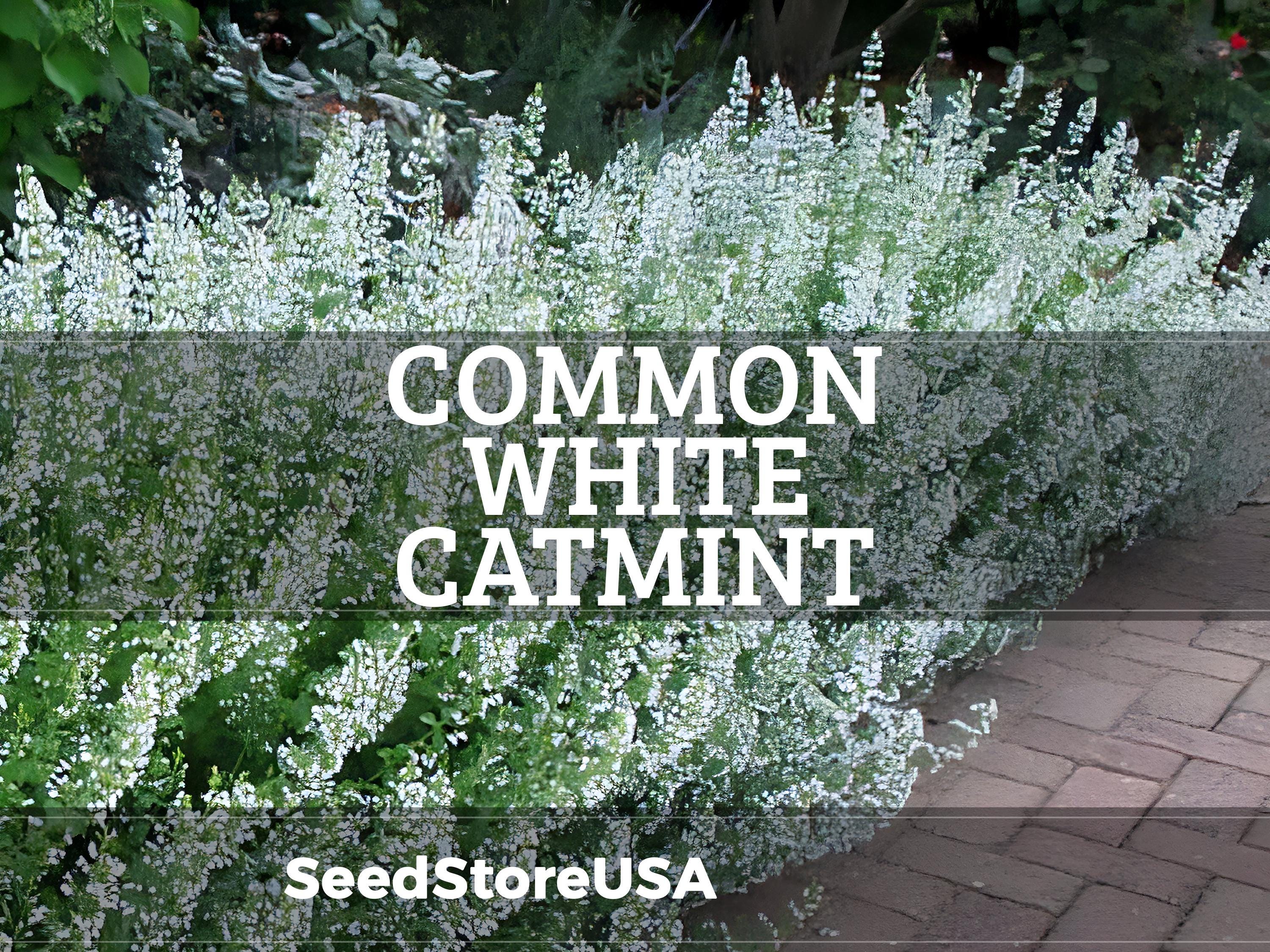 Common White Catmint Seeds | Nepeta Cataria | Non-gmo | Flower Seeds ...