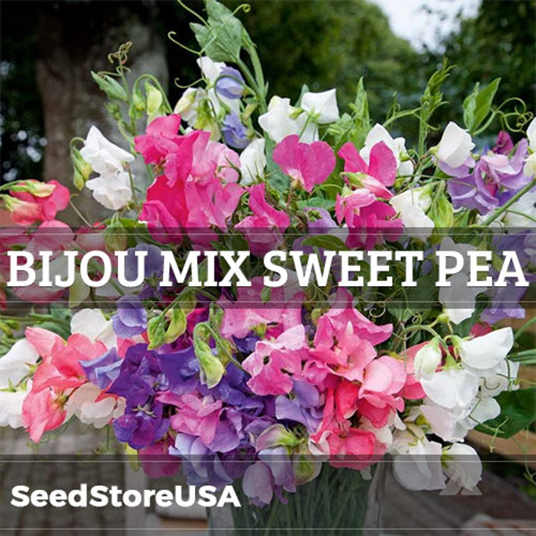 Bijou Mix Sweet Pea Seeds | Lathyrus Odoratus | Non-gmo | Flower Seeds ...