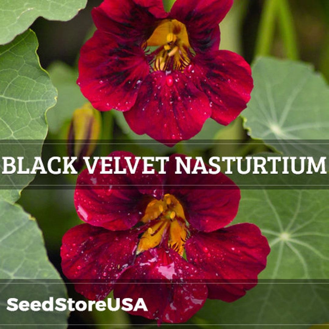 Black Velvet Nasturtium Seeds | Tropaeolum Minus | Non-gmo | Flower ...