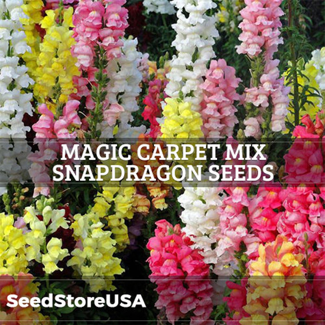 Magic Carpet Mix Snapdragon Seeds Antirrhinum Majus Non-gmo Flower Seeds Seed Store 1201 - Etsy