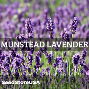 Munstead Lavender Seeds | Heirloom - Non-gmo | Lavandula Angustifolia ...