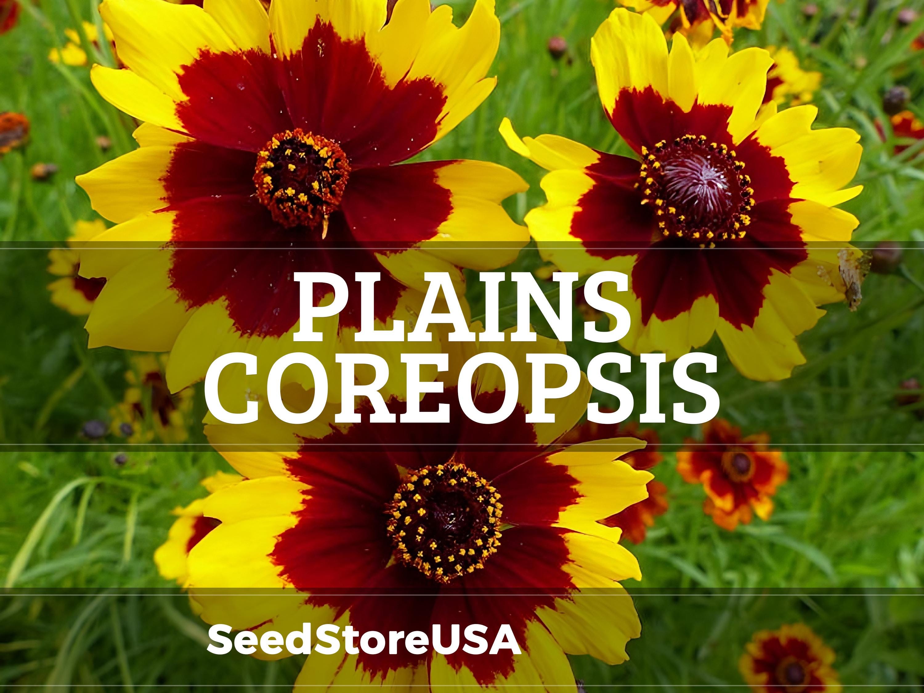 Plains Coreopsis Seeds | Coreopsis Tinctoria | Non-gmo | Flower Seeds ...