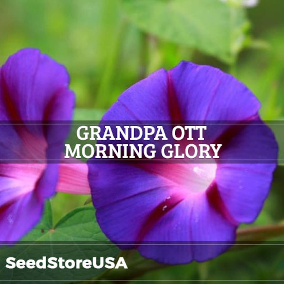 Grandpa Ott Morning Glory Seeds | Ipomoea Purpurea | Non-gmo | Flower ...