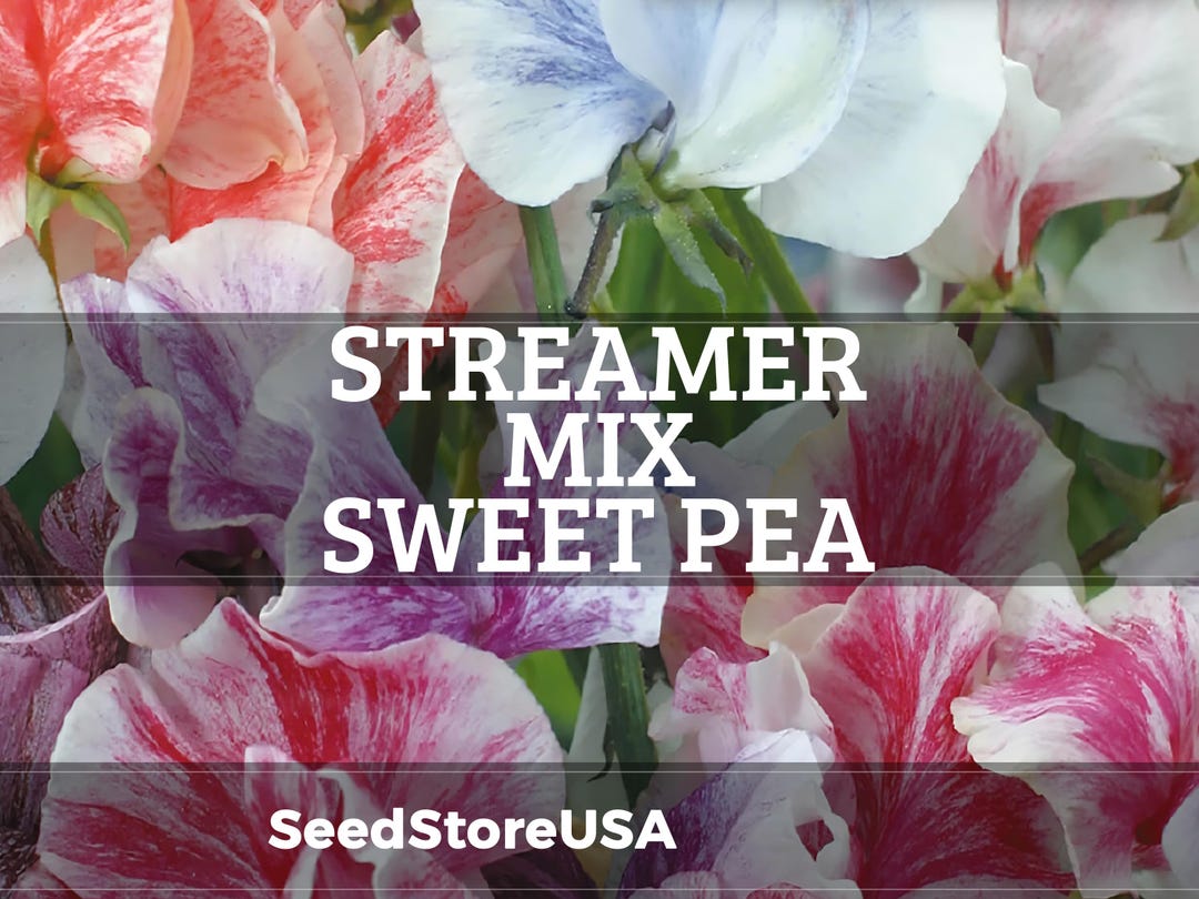 Streamer Mix Sweet Pea Seeds | Lathyrus Odoratus | Non-gmo | Flower ...