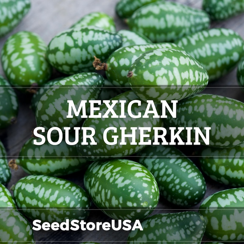 Heirloom Gherkin Seeds - Etsy