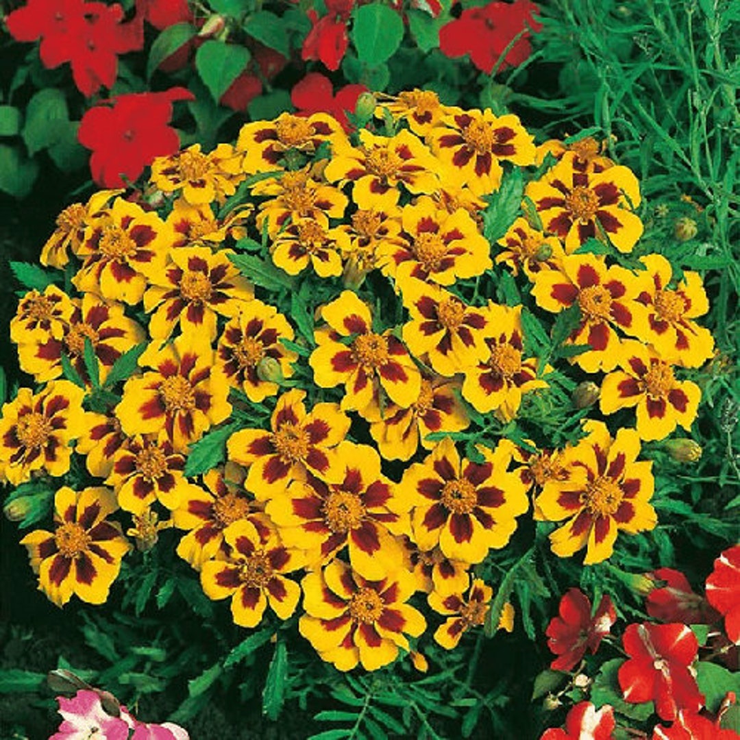 Dainty Marietta Dwarf Marigold Seeds Tagetes Patula Non-gmo Flower ...