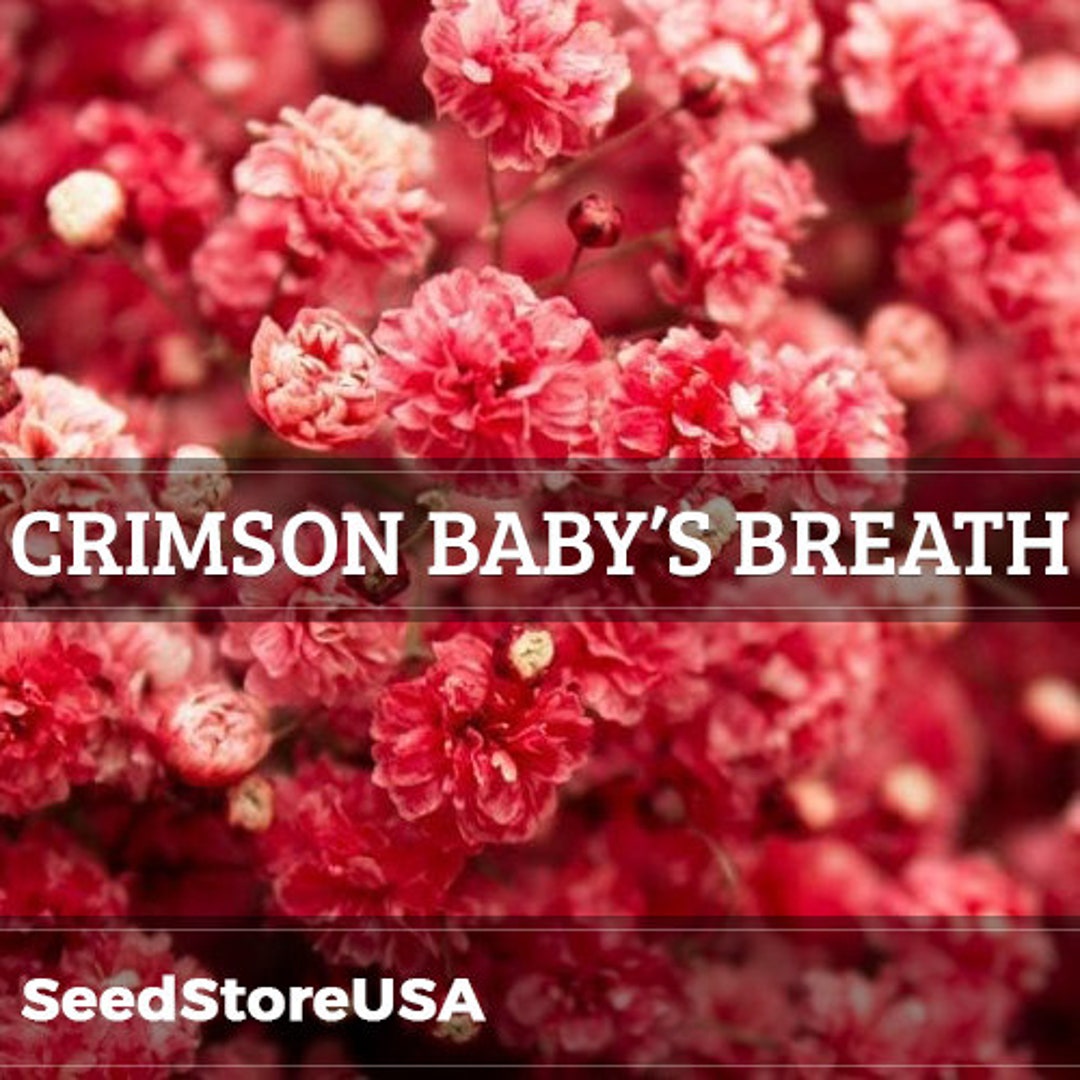 Crimson Baby's Breath Seeds | Gypsophila Elegans | Non-gmo | Flower Seeds | Seed Store | 1270 - Etsy