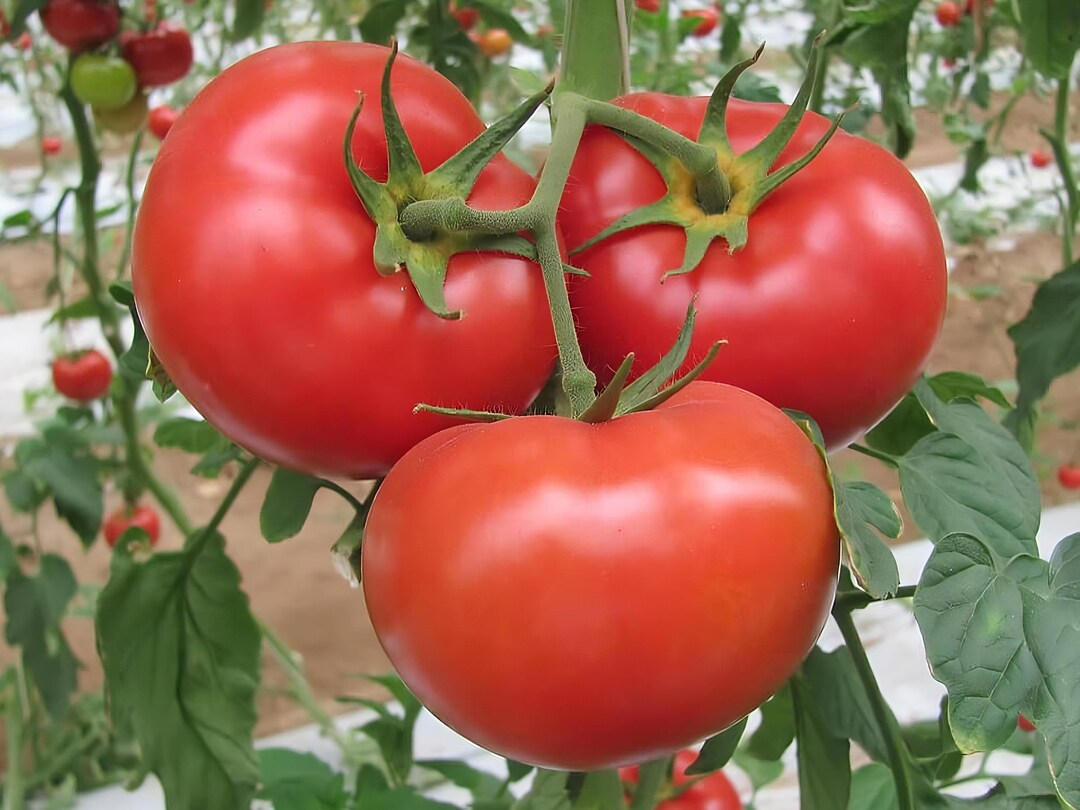 Floradade Tomato Seeds | Heirloom - Non-gmo | Solanum Lycopersicum ...