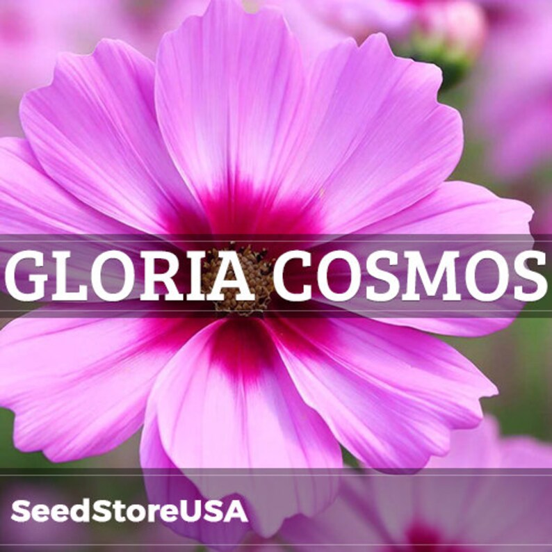 Gloria Cosmos Seeds | Cosmos Bipinnatus | Non-gmo | Flower Seeds | Seed ...