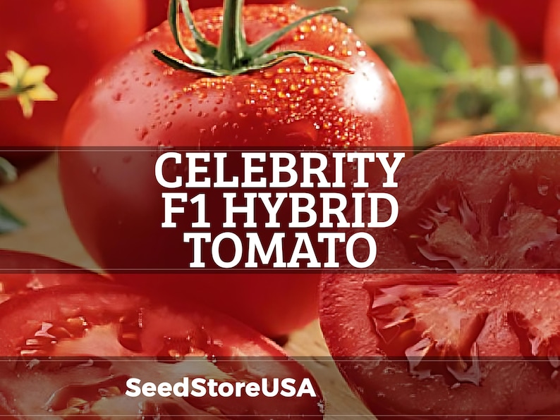 Celebrity Tomato Seeds (F1 Hybrid) | Heirloom - Non-gmo | Solanum ...