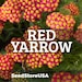 Red Yarrow Seeds | Achillea Millefolium | Non-gmo | Flower Seeds | Seed ...