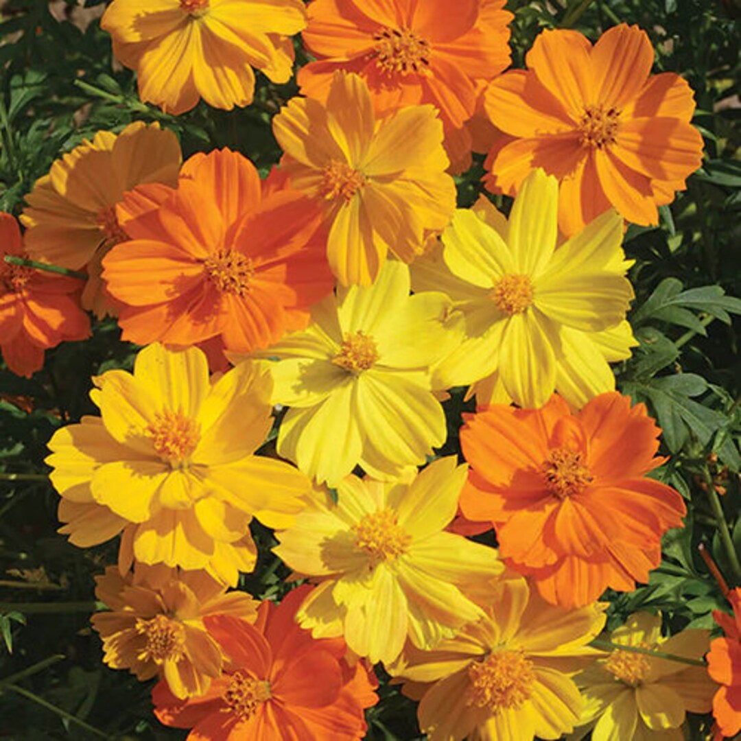 Bright Lights Cosmos Seeds | Cosmos Sulphureus | Non-gmo | Flower Seeds ...