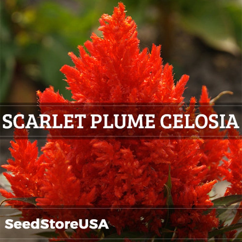 Scarlet Plume Celosia Seeds | Celosia Plumosa | Non-gmo | Flower Seeds | Seed Store | 1278 - Etsy