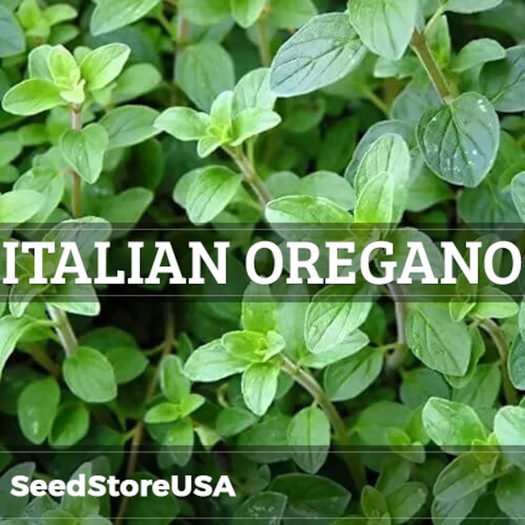 Italian Oregano Seeds | Heirloom - Non-gmo | Origanum Vulgare | Herb ...