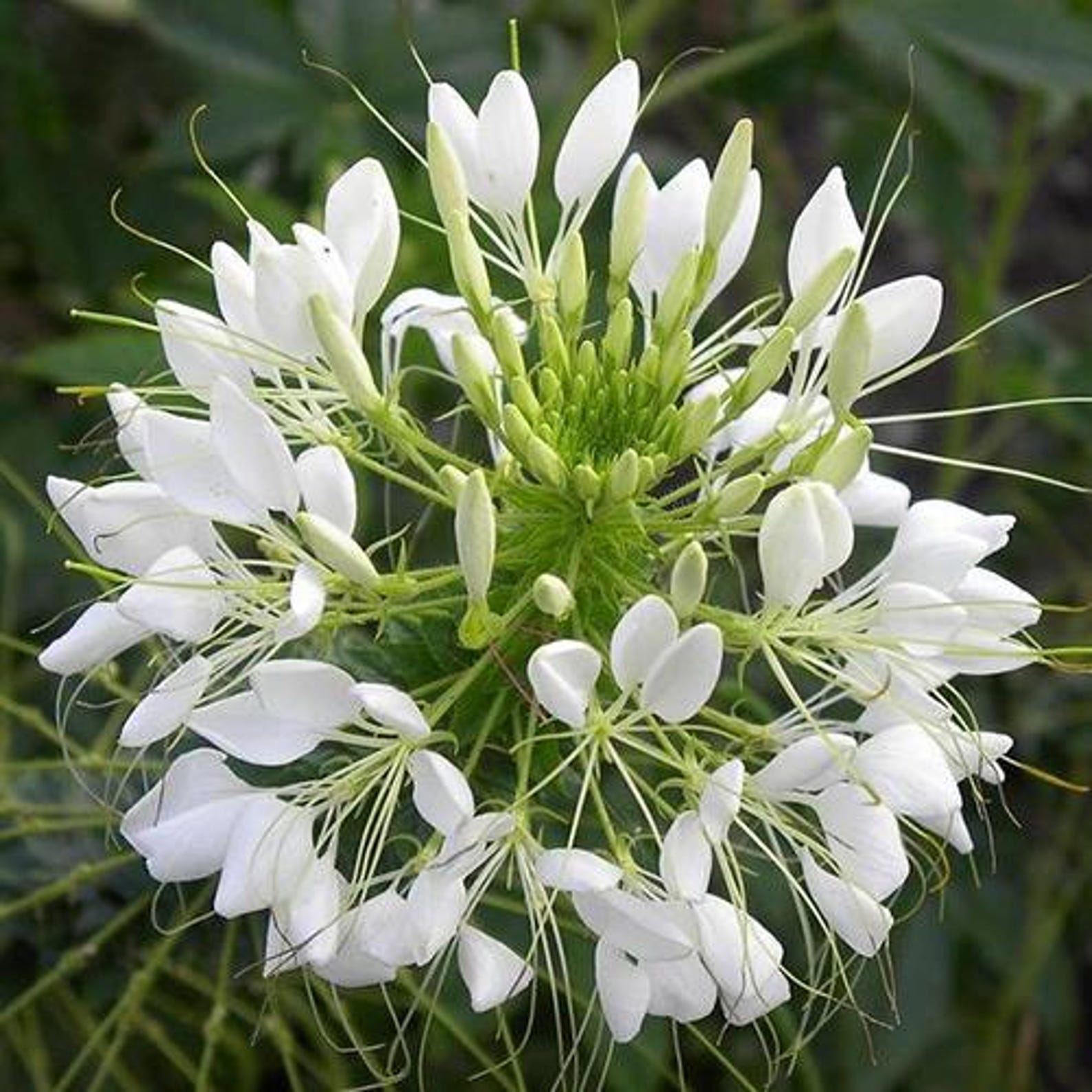 White Queen Cleome Seeds | Cleome Hassleriana | Non-gmo | Flower Seeds ...