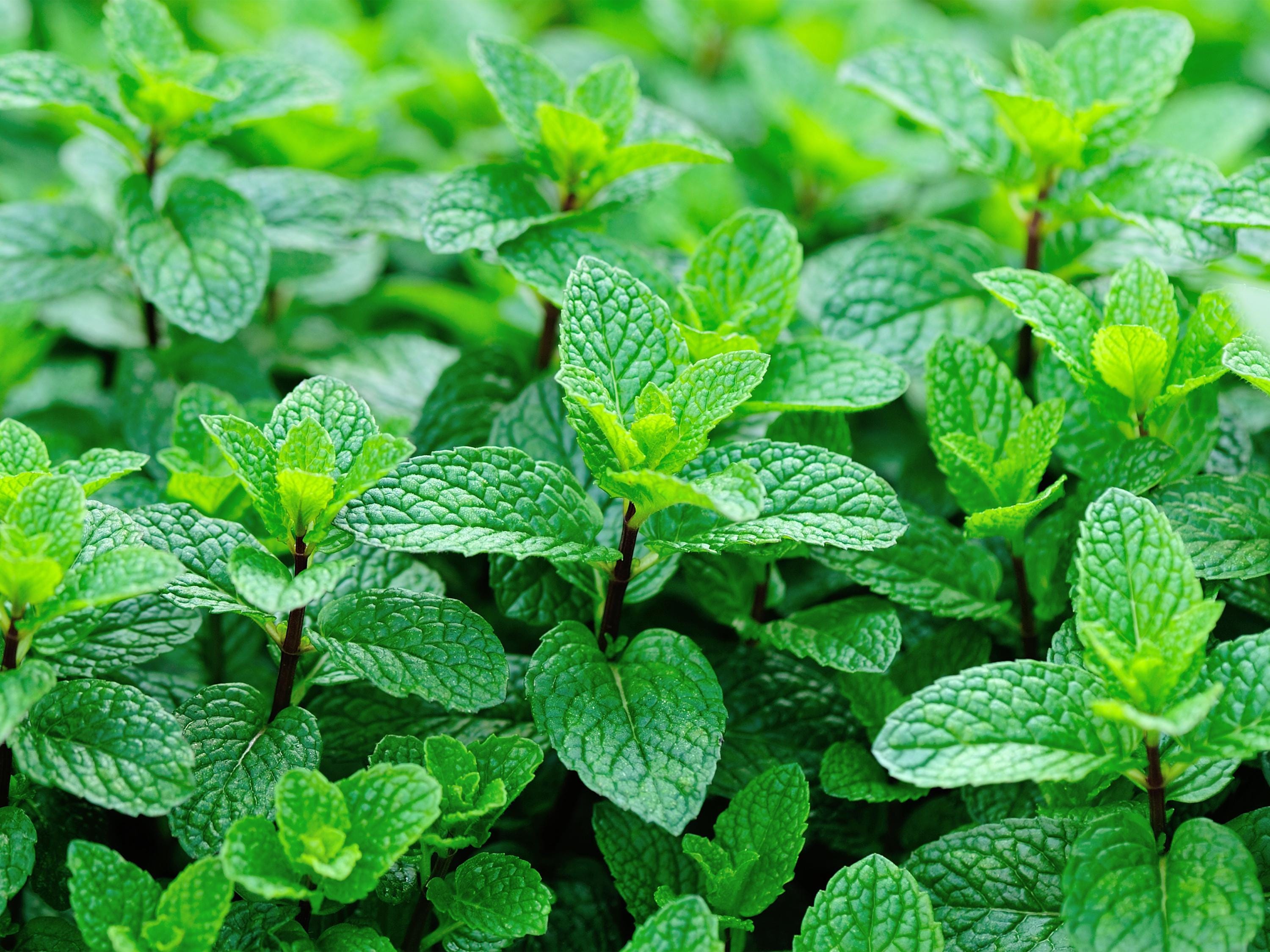 Peppermint Seeds | Heirloom - Non-gmo | Mentha Piperita | Herb Seeds ...