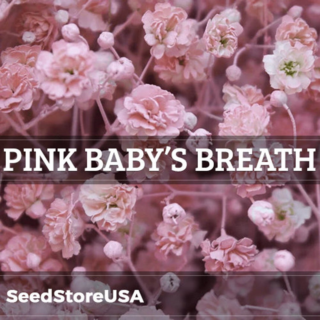Pink Baby's Breath Seeds | Gypsophila Elegans | Non-gmo | Flower Seeds ...