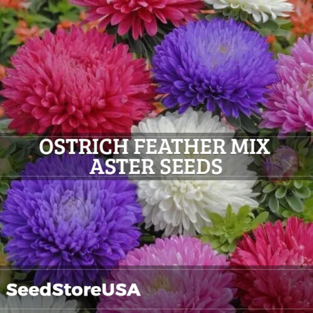 Ostrich Feather Mix Aster Seeds | Callistephus Chinensis | Non-gmo ...