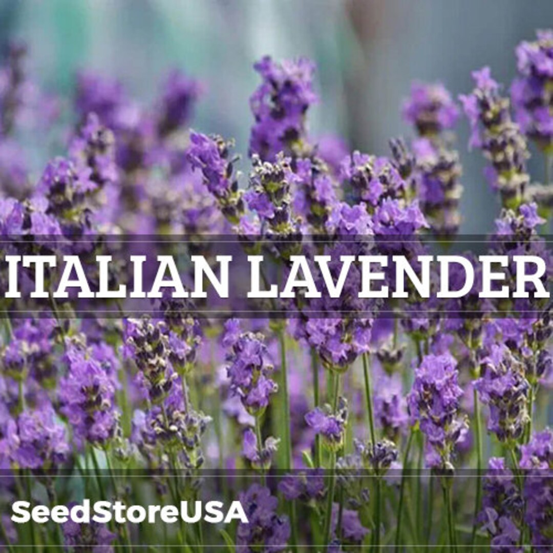 Italian Lavender Seeds | Heirloom - Non-gmo | Lavandula Angustifolia ...
