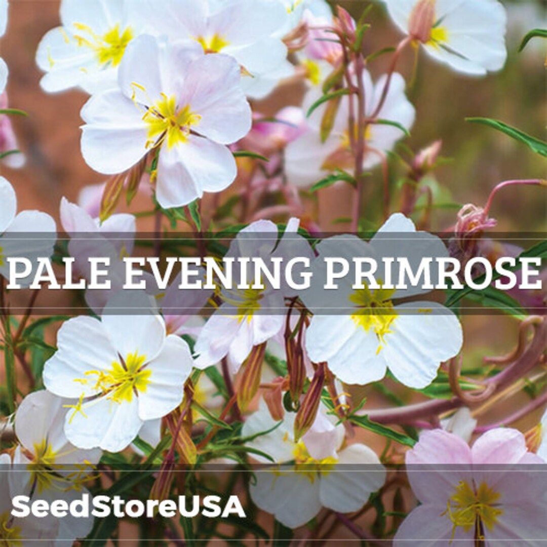 Pale Evening Primrose Seeds | Oenothera Pallida | Non-gmo | Flower ...