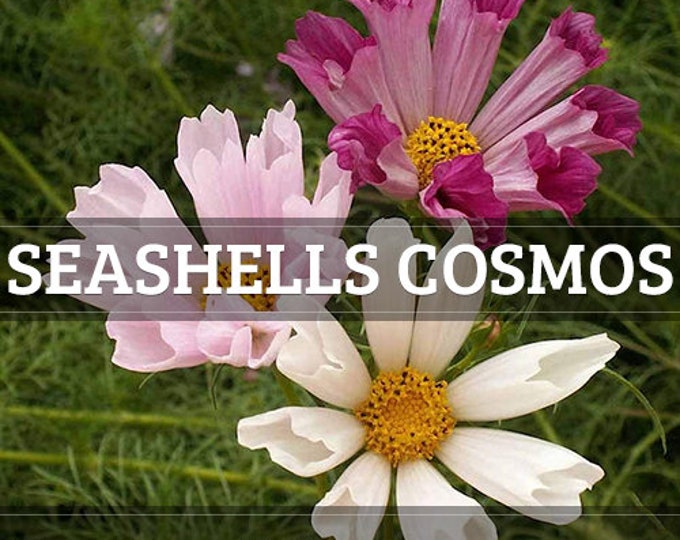 30 Seeds Cute and Beautiful Sea Shells Cosmos - Etsy