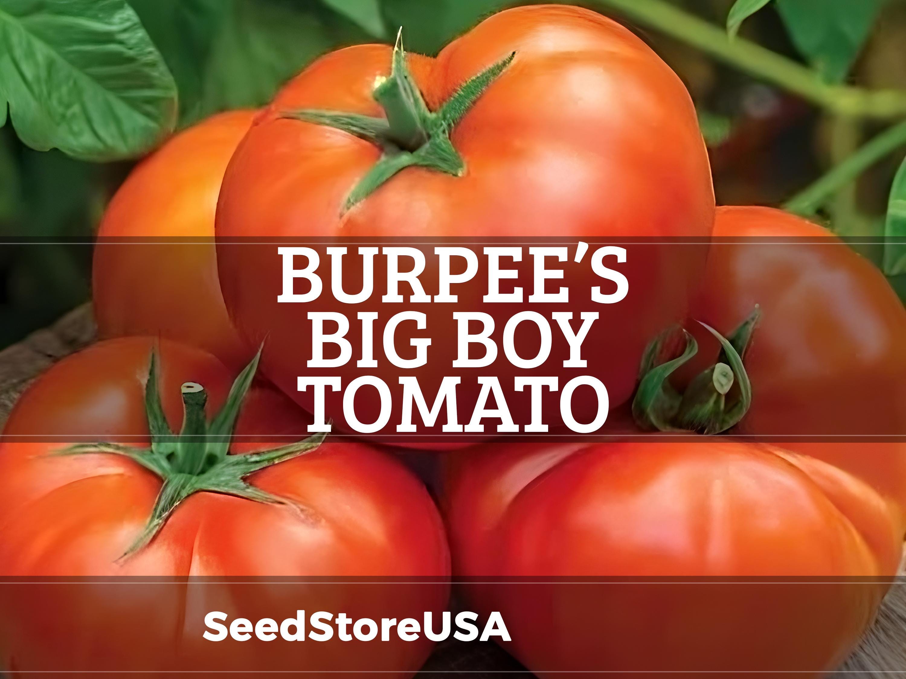 Burpee's Big Boy Tomato Seeds (F1 Hybrid) | Heirloom - Non-gmo ...
