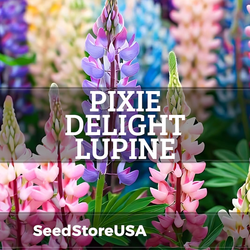 Purple Pixie Plants - Etsy