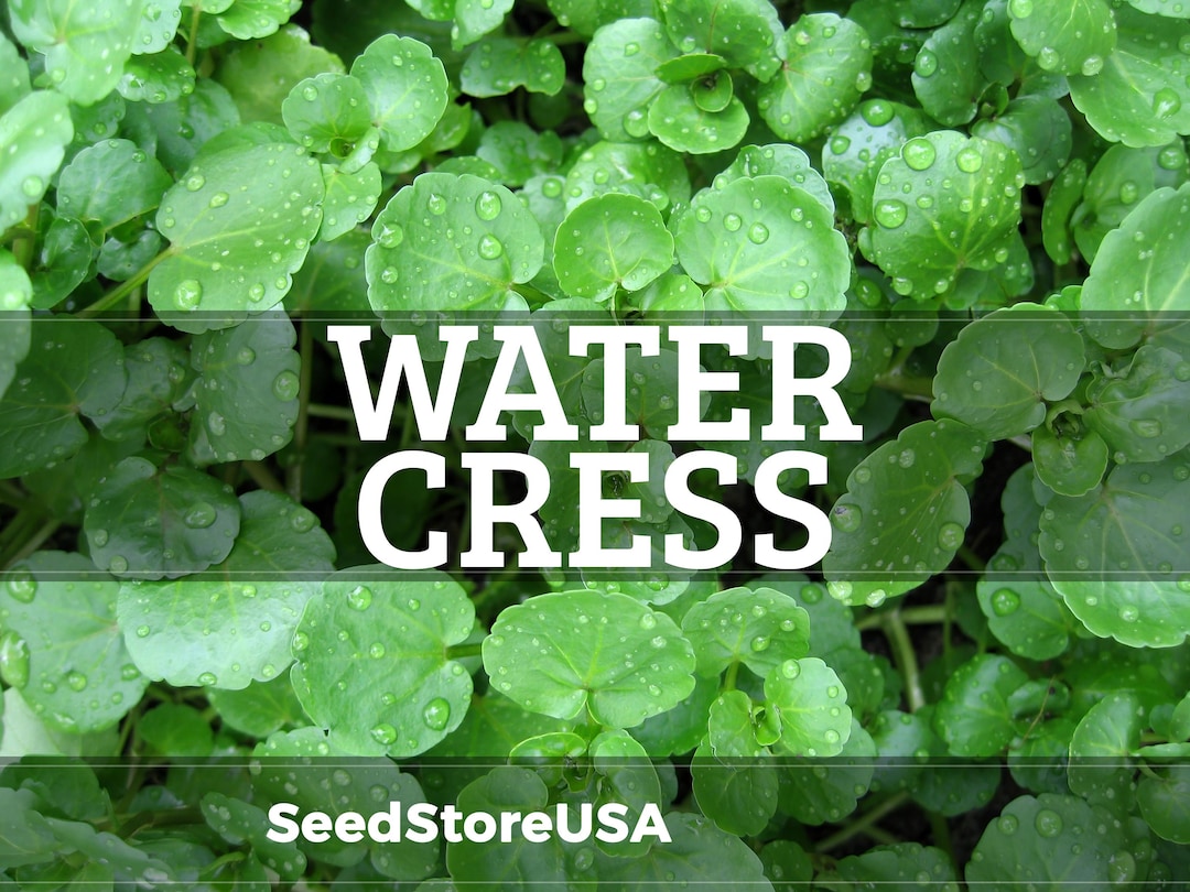 True Watercress Seeds (yellowcress/brooklime/cresson/tall Nasturtium ...