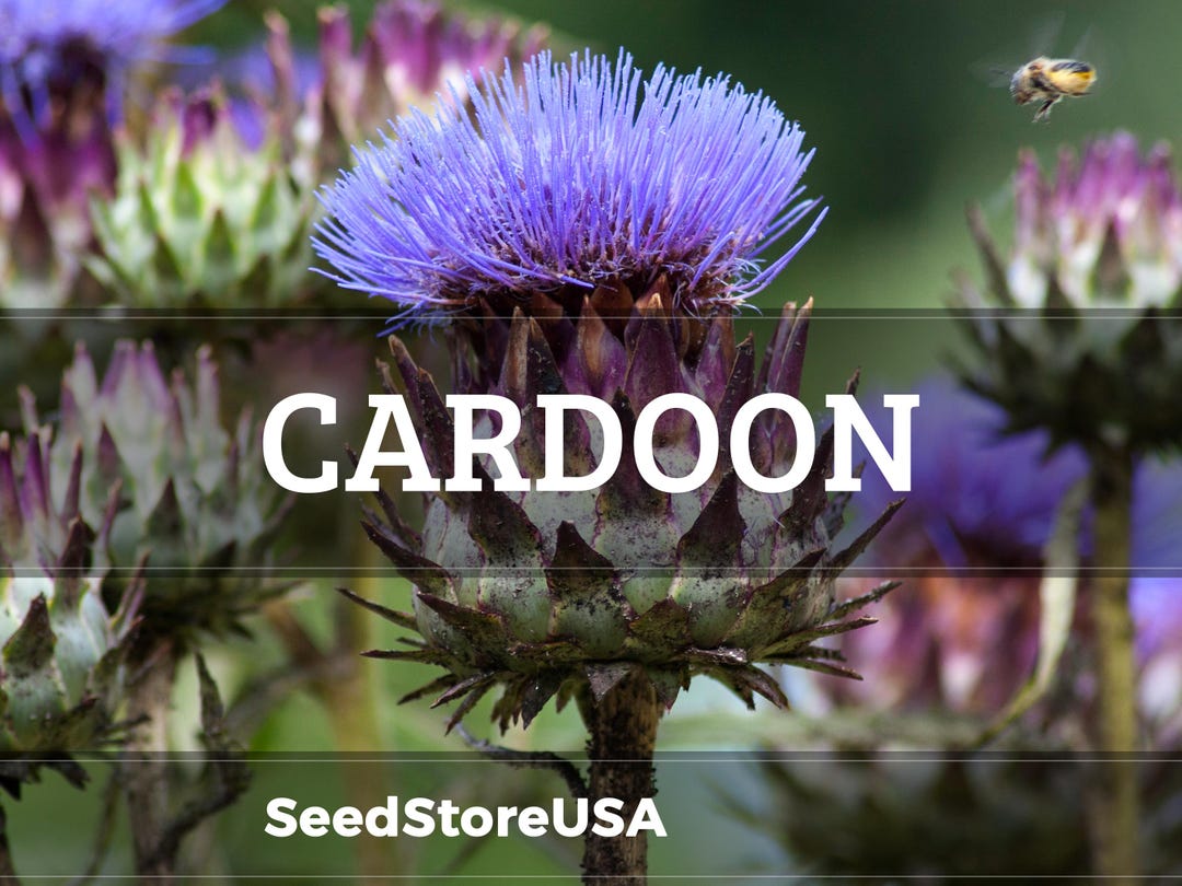 Cardoon Seeds | Heirloom - Non-gmo | Cynara Cardunculus | Seed Store ...