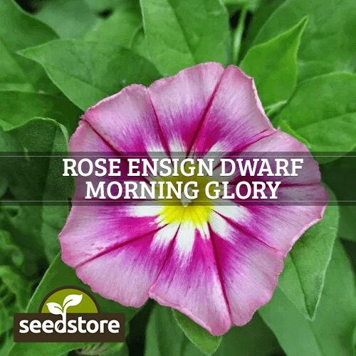 Rose Ensign Dwarf Morning Glory Seeds Convolvulus Tricolor Non-gmo Free ...