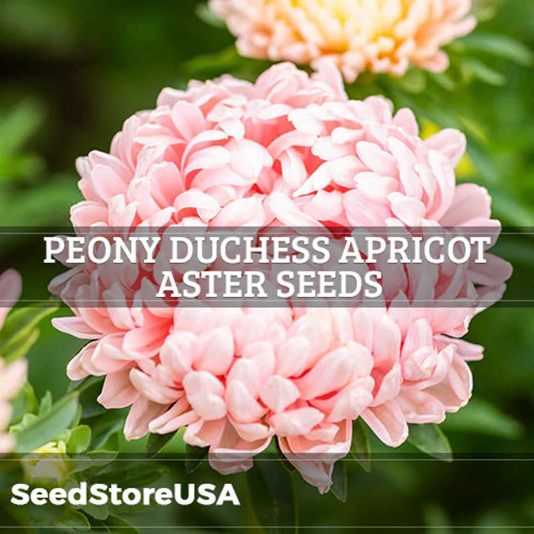 Peony Duchess Apricot Aster Seeds | Callistephus Tall | Non-gmo | Flower Seeds | Seed Store ...