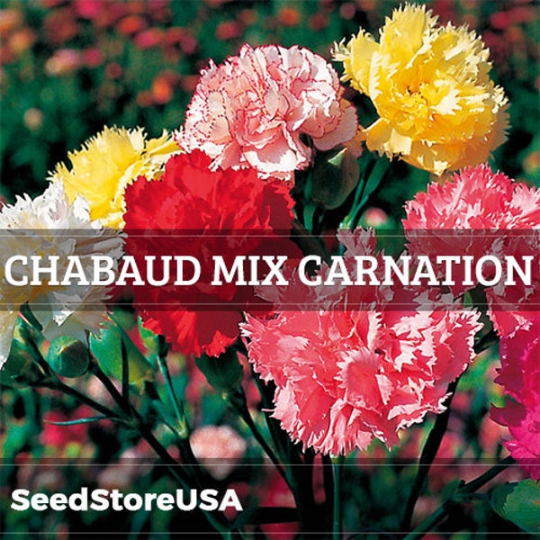 Chabaud - Etsy
