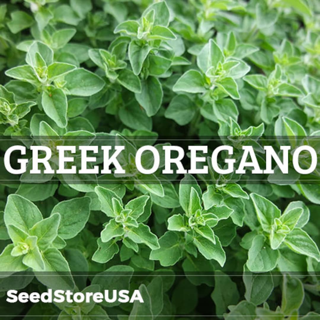 Greek Oregano Seeds | Heirloom - Non-gmo | Origanum Vulgare Hirtum ...