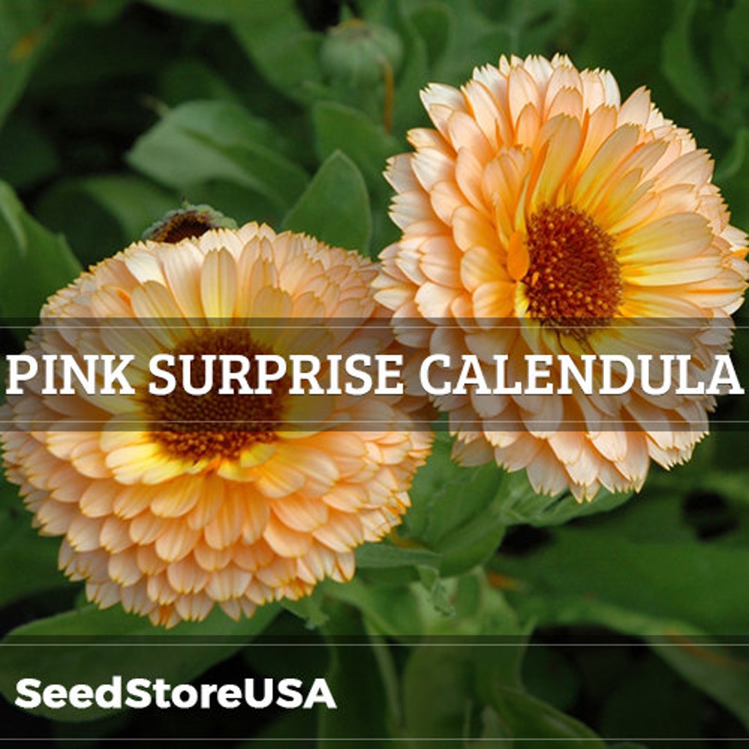 Pink Surprise Calendula Seeds | Calendula Officinalis | Non-gmo ...