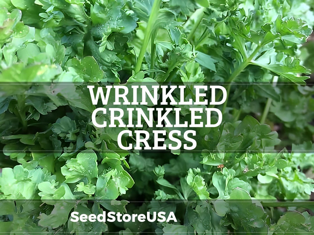 Wrinkled Crinkled Cress Seeds (garden Cress/pepper Cress/pepperwort ...
