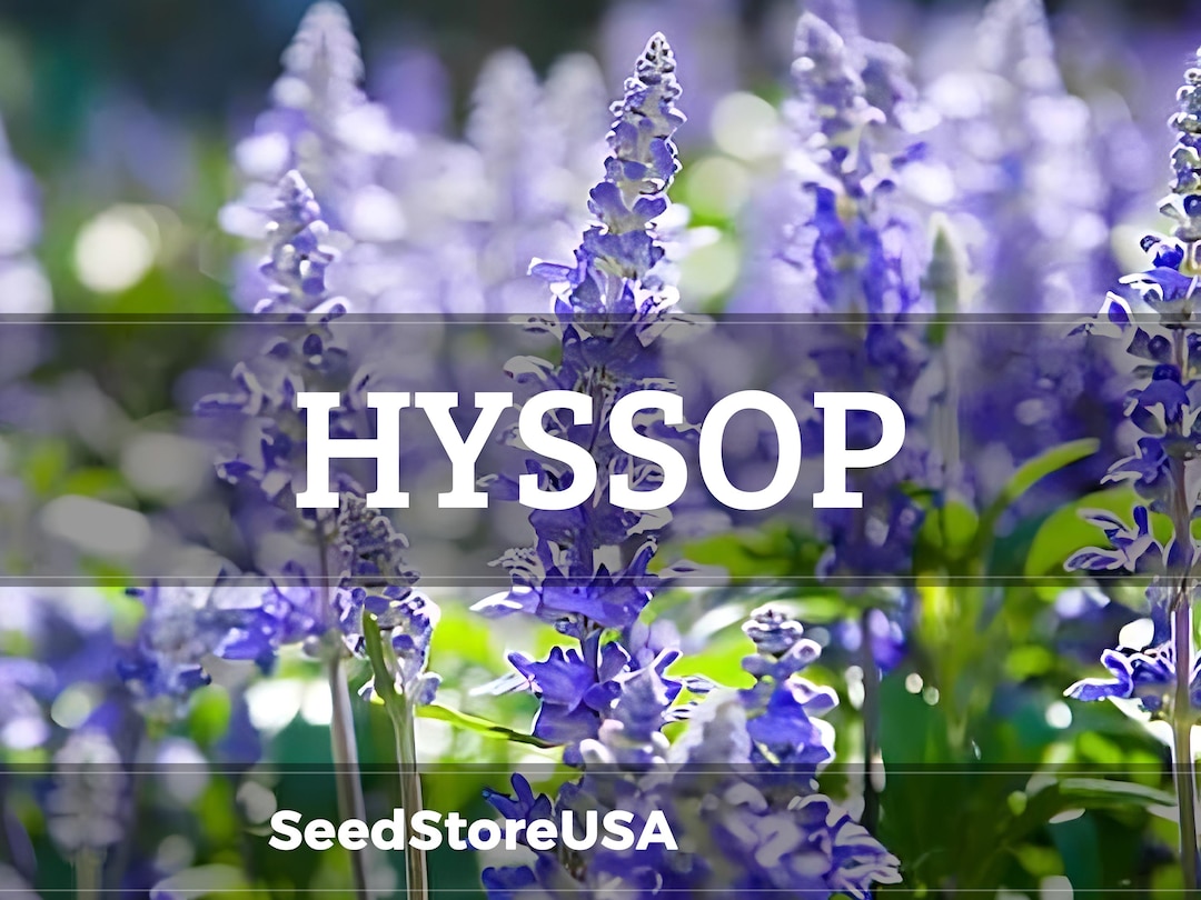 Hyssop Seeds | Heirloom - Non-gmo | Hyssopus Officinalis | Seed Store ...