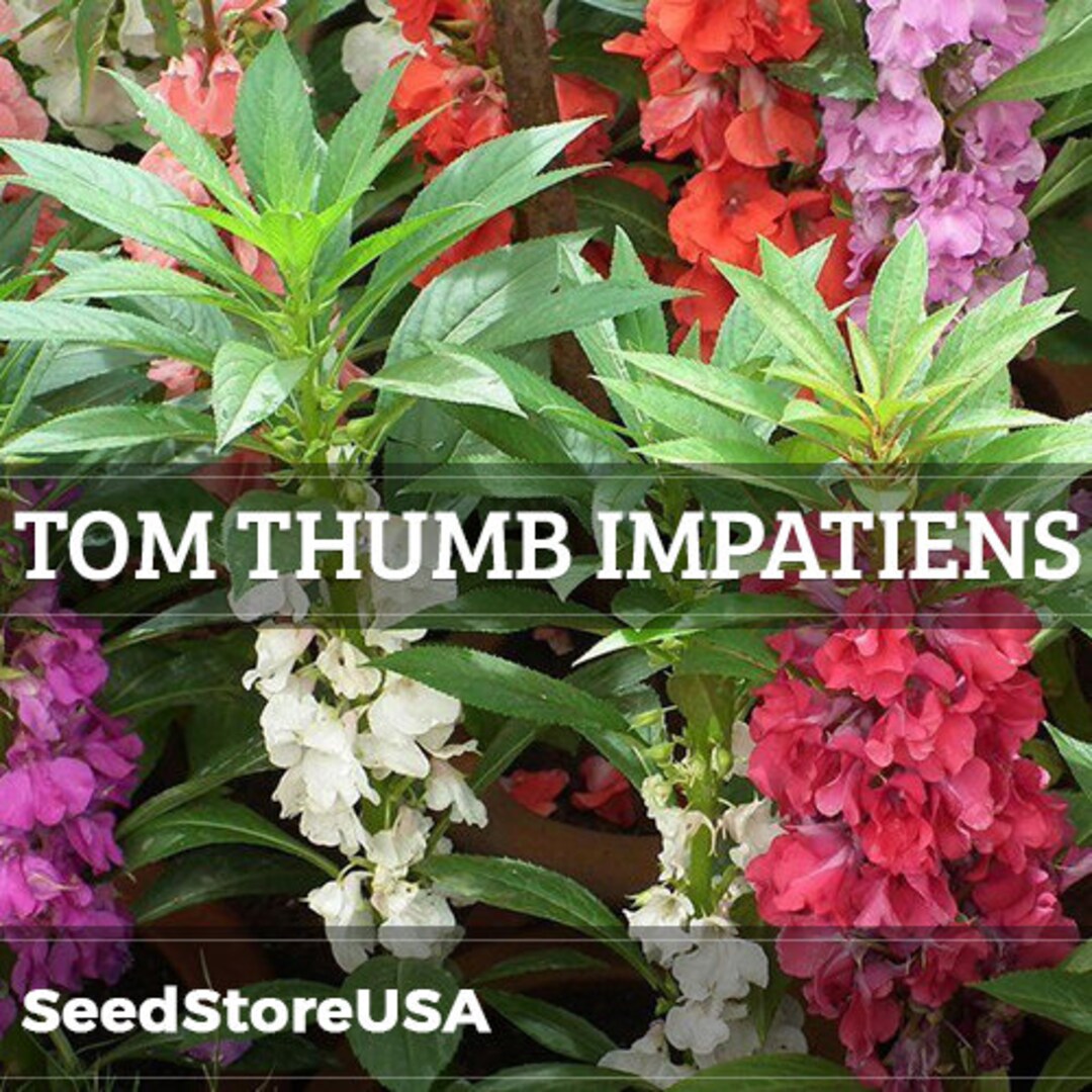 Tom Thumb Impatiens Seeds | Impatiens Balsamina | Non-gmo | Flower ...