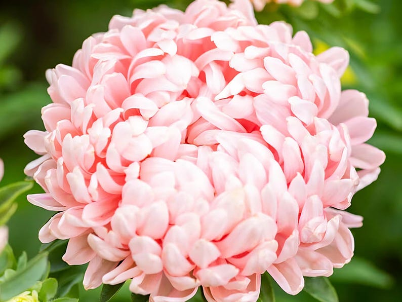 Peony Duchess Apricot Aster Seeds | Callistephus Tall | Non-gmo ...