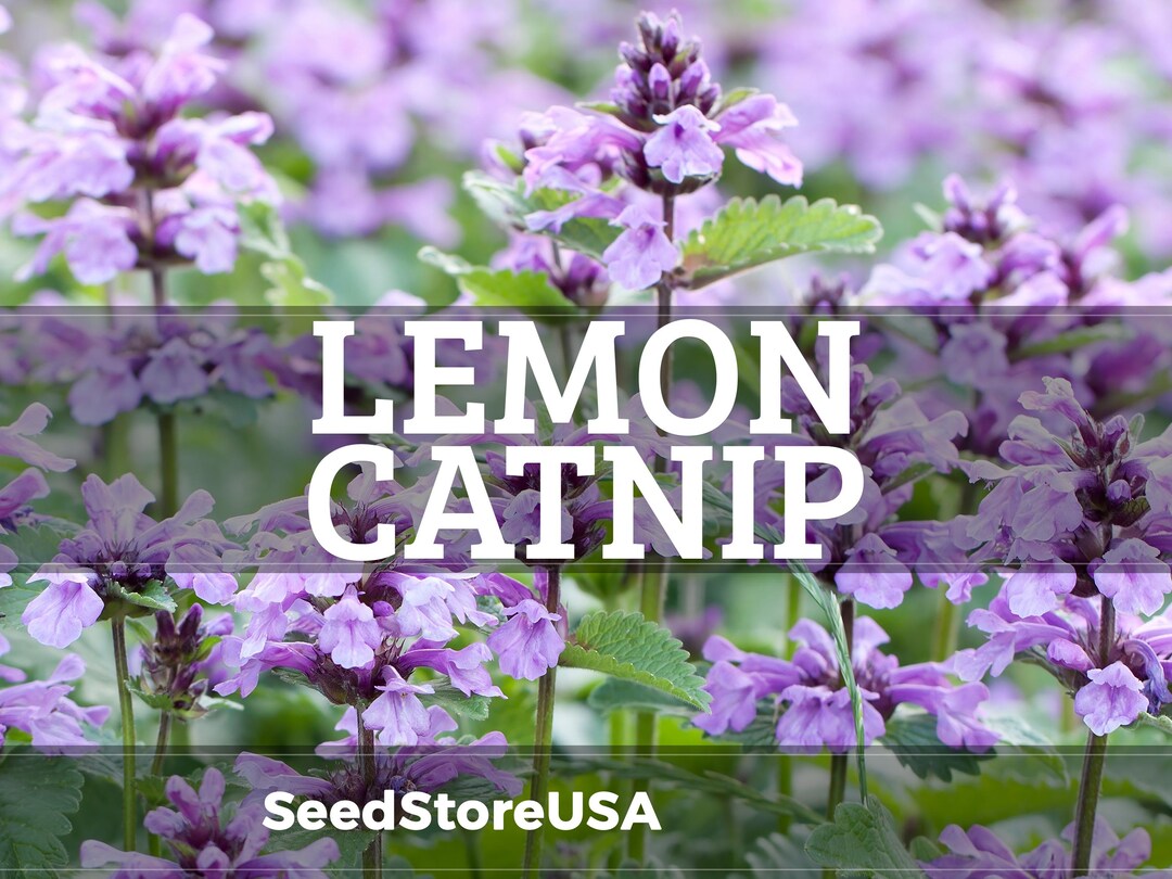 Lemon Catnip Seeds | Heirloom - Non-gmo | Nepeta Cataria | Seed Store ...